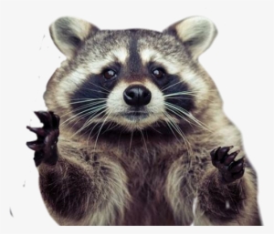 Raccoon Hug - Free Transparent PNG Download - PNGkey