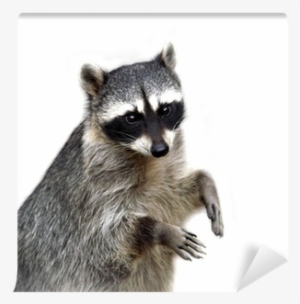 Procyon - Free Transparent PNG Download - PNGkey