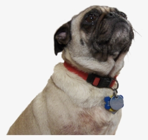 Thug Life Pug Png Image - Pug Png - Free Transparent PNG Download - PNGkey