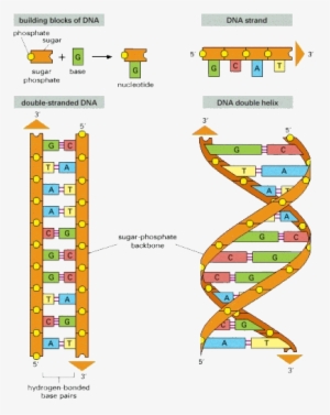 In Most Organisms, The Primary Genetic Material Is - Dna And Its ...