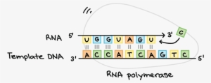 Rna Polymerase Synthesizes An Rna Strand Complementary - Rna - Free ...