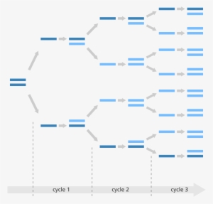 Illustration Showing How The Polymerase Chain Reaction - Pcr Cycles ...