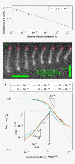 Spooling Tethered Dna Strands - Diagram - Free Transparent PNG Download ...