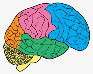 Human Brain - Prefrontal Cortex Png - Free Transparent PNG Download ...