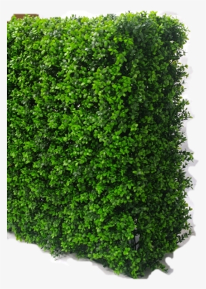 Background Transparent Hedges Free - Hedge Transparent Background ...