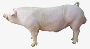 Duroc Pig Drawing - Pork Sketch - Free Transparent PNG Download - PNGkey