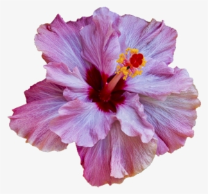Hibiscus/ Just Reminds Mw Of Hawaii - Translucent Flower Transparent ...