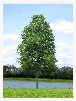 Tulip Poplar - Tulip Tree - Free Transparent PNG Download - PNGkey