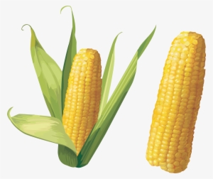 Corn PNG, Transparent Corn PNG Image Free Download - PNGkey