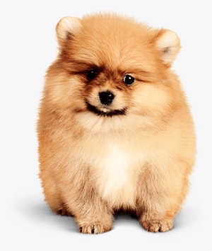 Pomeranian Png - Free Transparent PNG Download - PNGkey
