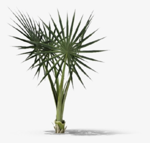 Product Item - Potted Fern - Free Transparent PNG Download - PNGkey