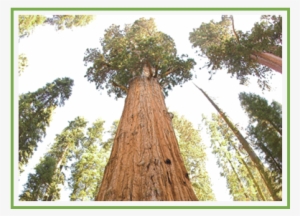 Major Oak - Sequoia National Park - Free Transparent PNG Download - PNGkey