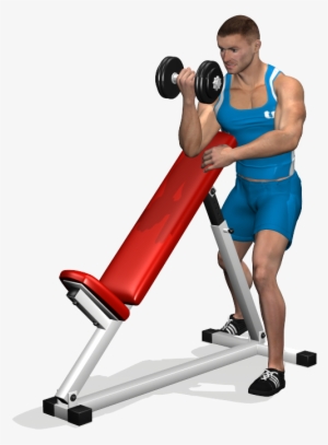 Standing One-arm Dumbbell Curl Over Incline Bench Is - Exercise - Free ...