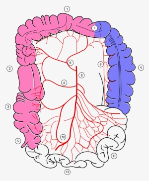 Open - Colon Blood Supply - Free Transparent PNG Download - PNGkey