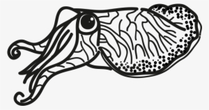 Cuttlefish - Cuttlefishes - Free Transparent PNG Download - PNGkey