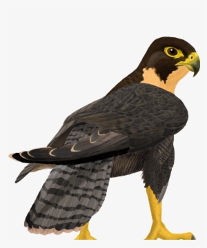 Falcon - Real Falcon Png - Free Transparent PNG Download - PNGkey