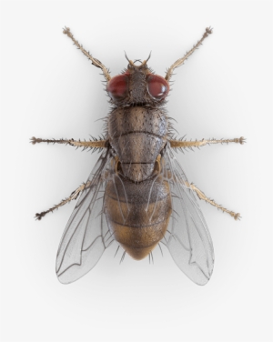 House Fly Top View - Free Transparent PNG Download - PNGkey