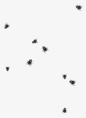 Largest Collection Of Free To Edit Fly Flies Insect - Flies Png - Free ...