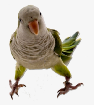 Parakeet Png - Free Transparent PNG Download - PNGkey