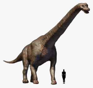 Prehistoric Taxonomy - Brachiosaurus Transparent - Free Transparent PNG ...