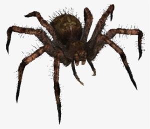 Bugs Clipart Halloween - Bugs Png - Free Transparent PNG Download - PNGkey