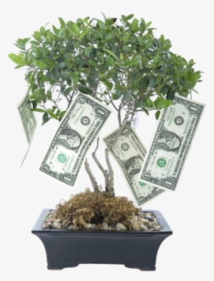 Money Tree PNG, Transparent Money Tree PNG Image Free Download - PNGkey