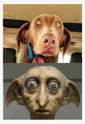 Dobby PNG, Transparent Dobby PNG Image Free Download - PNGkey