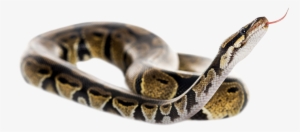 Ball Python Bedlington Terrier - Free Ball Python Transparent ...