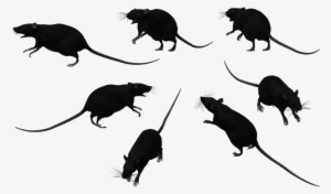 Dire Rat - Pathfinder Dire Rat - Free Transparent PNG Download - PNGkey