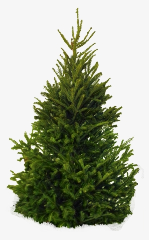 Fir Tree PNG, Transparent Fir Tree PNG Image Free Download - PNGkey