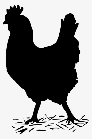 Chicken - Rooster Clip Art - Free Transparent PNG Download - PNGkey