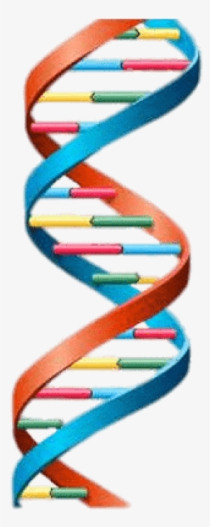 Dna String Multicolour - Model Of Dna Double Helix - Free Transparent ...