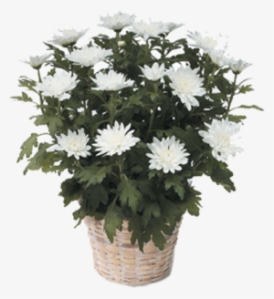 Chrysanthemum - Potted White Mums - Free Transparent PNG Download - PNGkey