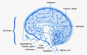 Human Brain - - Human Brain With Name - Free Transparent PNG Download ...