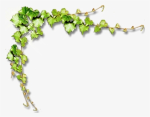 Golden Vine Border Png Welcome To Tasty - Herbaceous Plant - Free ...