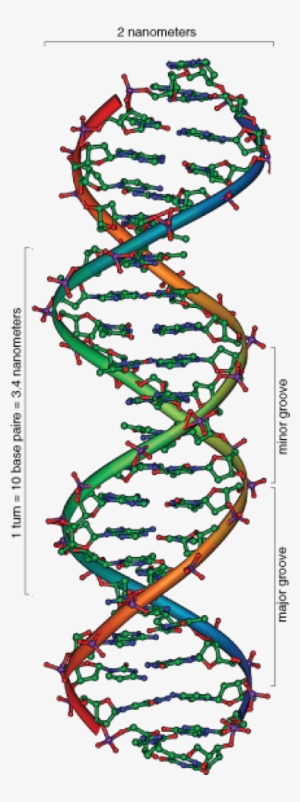 Science Of Human Origins - Free Transparent PNG Download - PNGkey