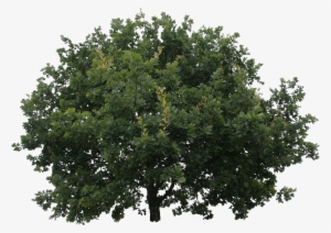 2d Tree PNG, Transparent 2d Tree PNG Image Free Download - PNGkey