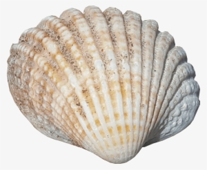 Sea Background PNG, Transparent Sea Background PNG Image Free Download ...