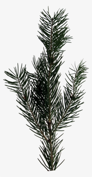 Evergreen Sprig Png - Free Transparent PNG Download - PNGkey