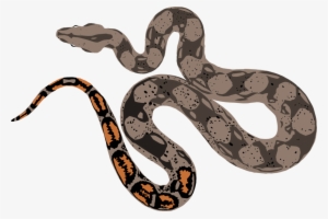Boa Constrictor Drawing At Getdrawings - Painting - Free Transparent ...