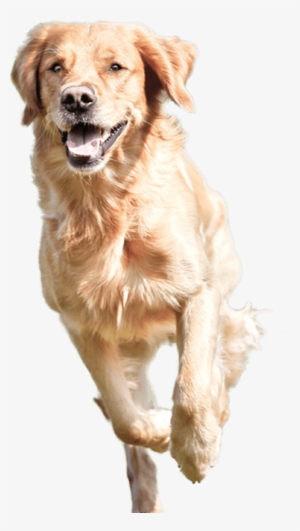 Dog Running Png - Free Transparent PNG Download - PNGkey