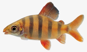 Fish Fin Png - Free Transparent PNG Download - PNGkey