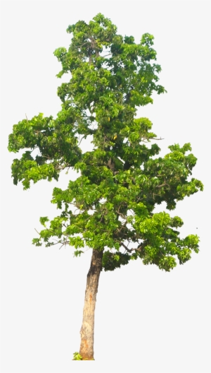 A Collection Of Tropical Plant Images With Transparent - Tree Png ...