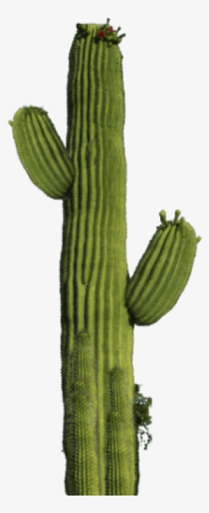 Disk Cactus Picture Free Stock - Emoji Cactus - Free Transparent PNG ...