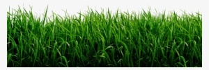 Green Background PNG, Transparent Green Background PNG Image Free ...