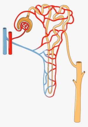 Nephron - Nephron Transparent - Free Transparent PNG Download - PNGkey