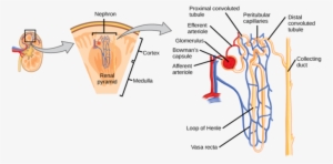 Diagram Of A Nephron - Kidney Nephron Structure - Free Transparent PNG ...