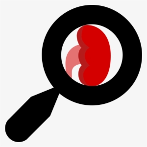 Nephron Image - Tal Kidney - Free Transparent PNG Download - PNGkey