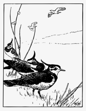 Pewit Clip Art Free Vector - Kleurplaat Kievit - Free Transparent PNG ...