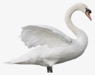 Swan Png Image Without Background Web Icons Png - Swans Bird Png - Free ...